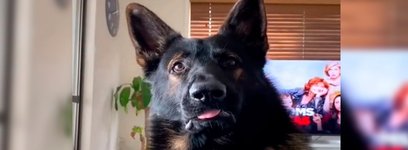 Así reaccionó este perro policía al escuchar a su dueño hablando de drogas
