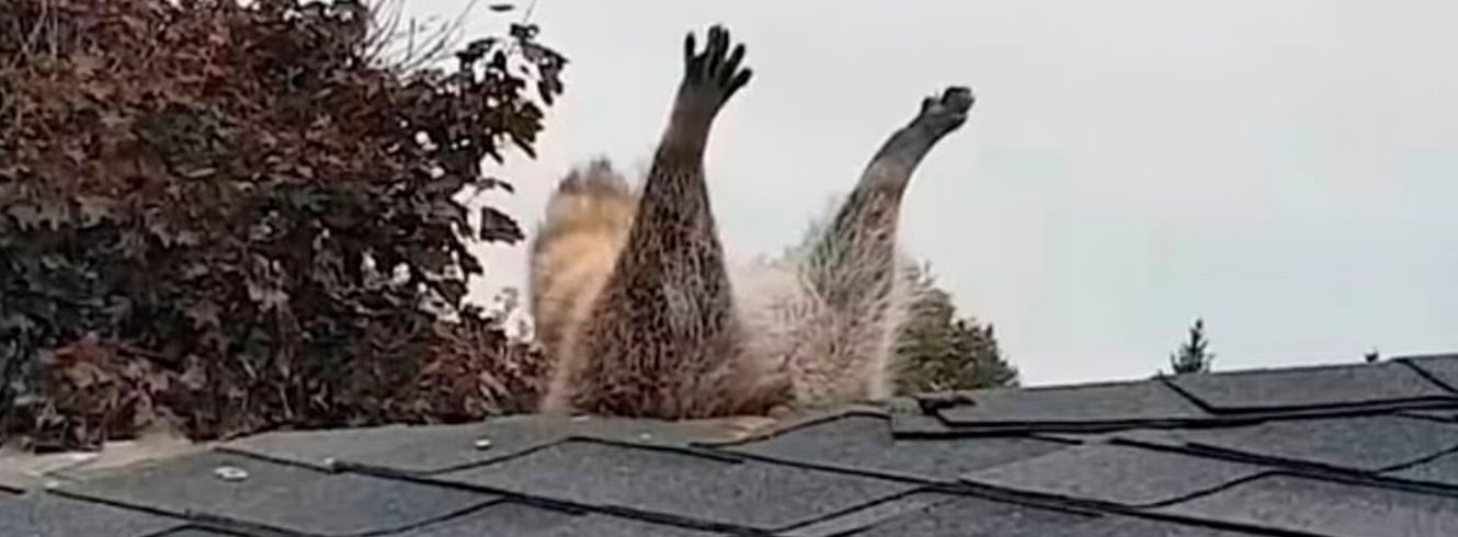 Mapache ‘gordito’ se atora al intentar conseguir comida y se hace viral