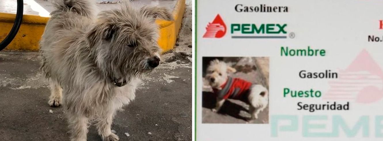 Gasolin: el perrito jefe de seguridad y estrella de Instagram