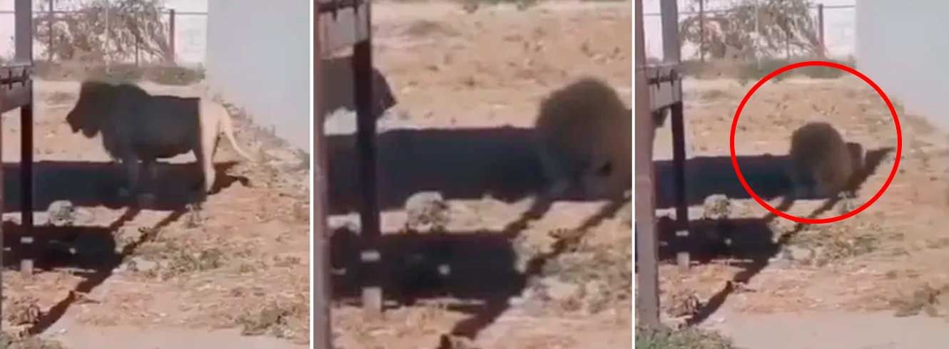 León devora a cachorro frente a visitantes