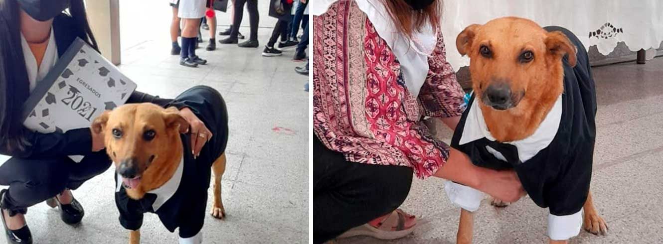 Perrito callejero se gradúa con asistencia perfecta
