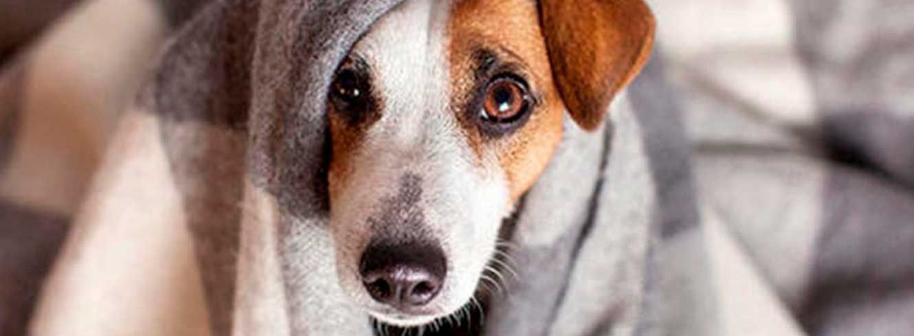 Conoce los síntomas para saber si tu perro tiene frío