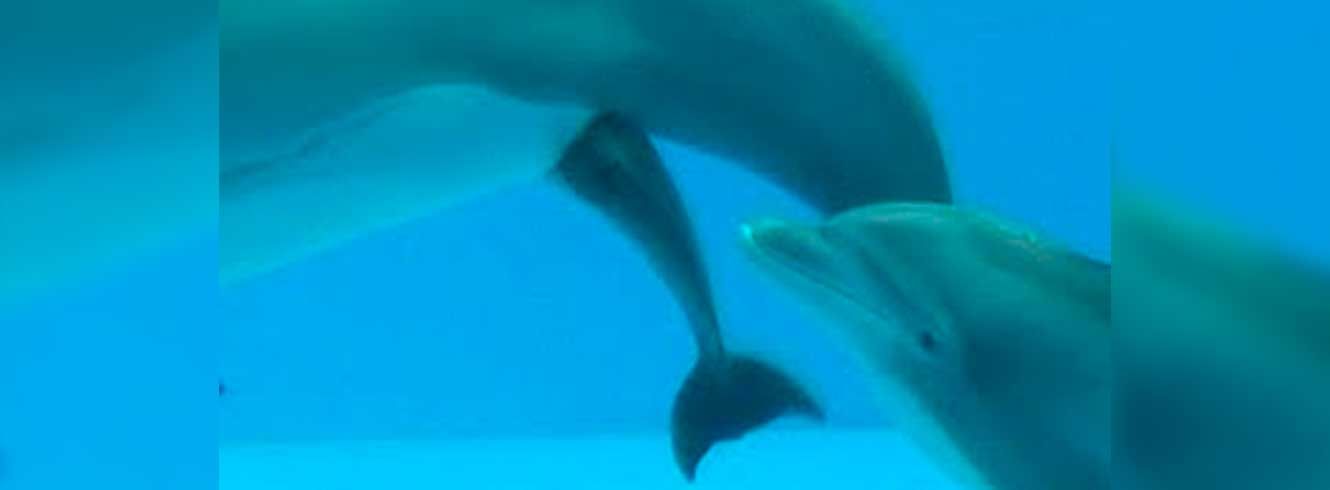 ¿Cómo nacen los bebés delfines? revelan el misterio