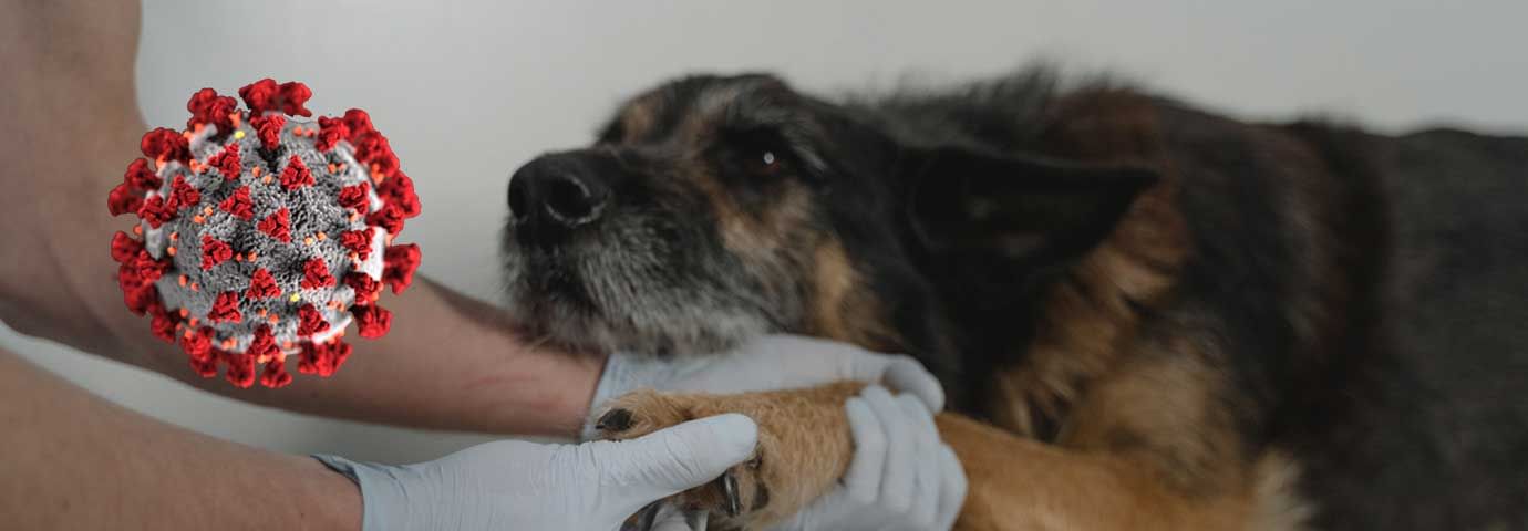 Alertan por extraño virus infecta a perros