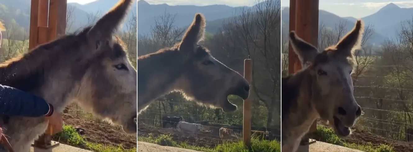 Burro llora cuando es puesto en libertad y por primera