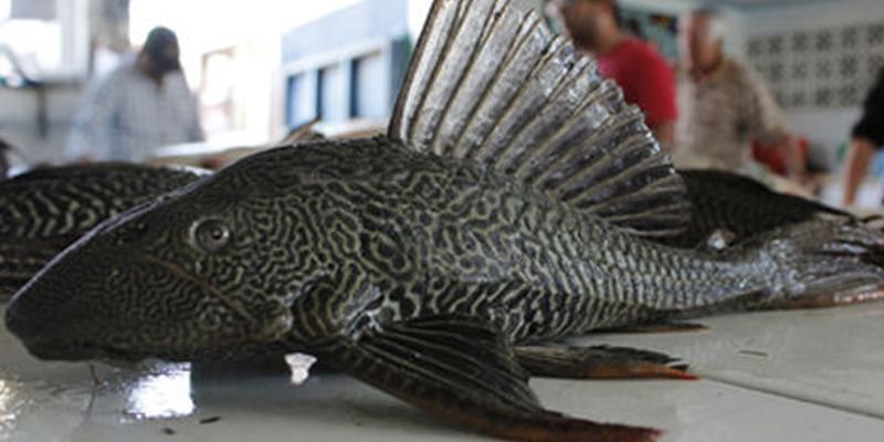 Pez diablo acaba con especies del río Tamesí, denuncian pescadores