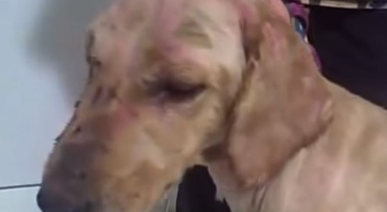 Perro se quema por salvar a niño de 4 años