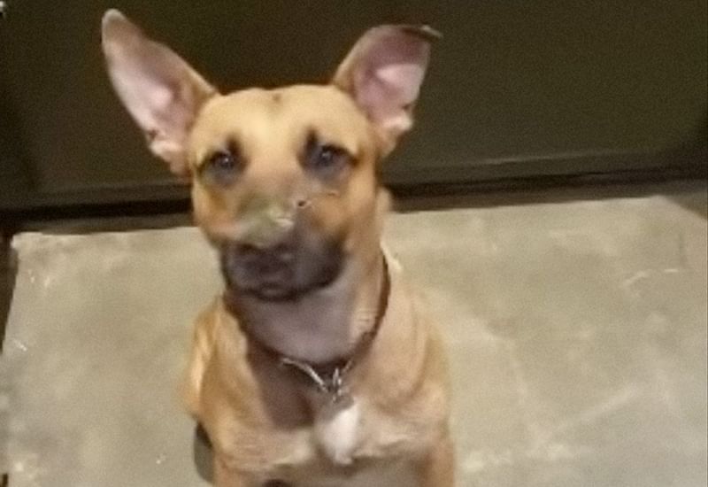 VIDEO: Perro rescata a colibrí y ahora son inseparables