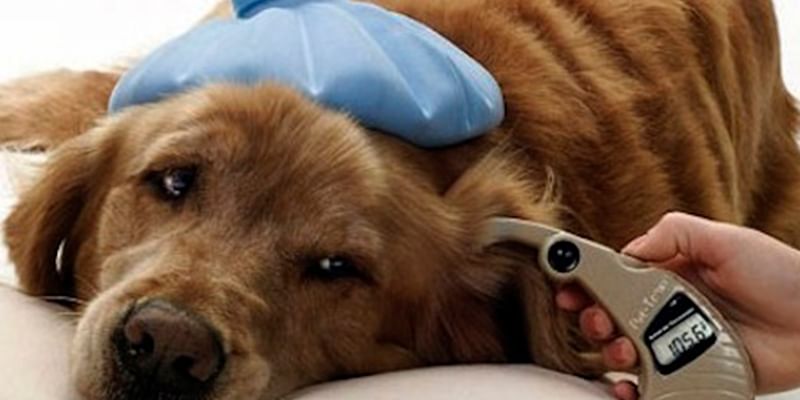 Cuáles son las 10 mejores razas de perro guardián